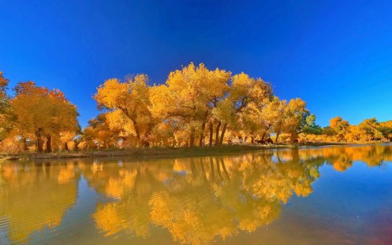 Top 10 Useful Numbers for Precise Cell Counting in Culture - Insight ...