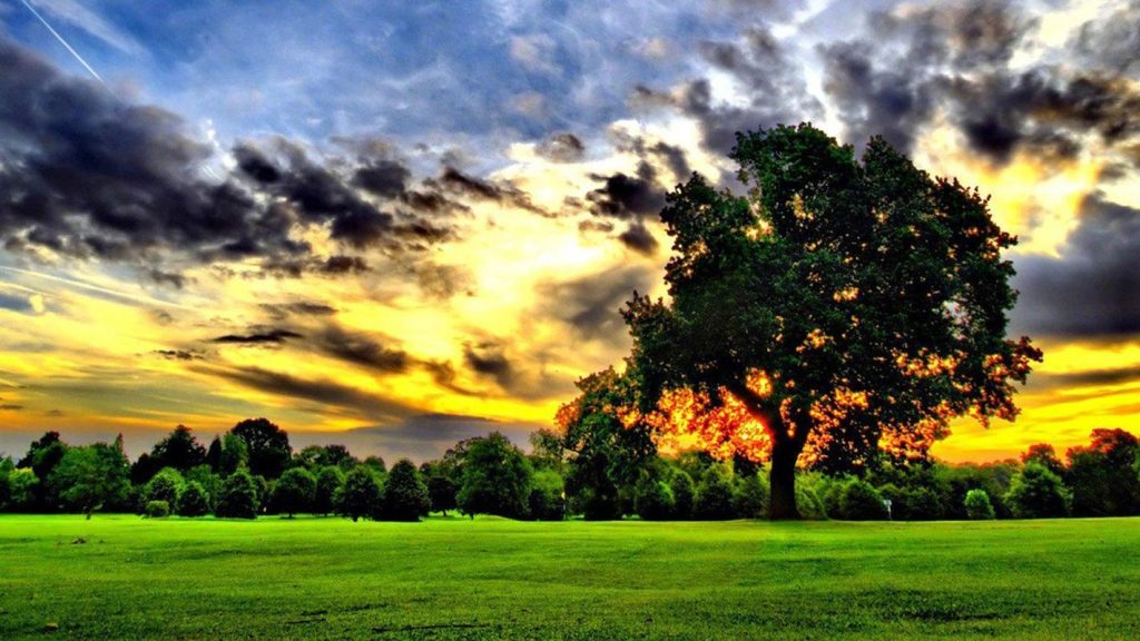 Proficiency 101: Understanding the Difference between Native and Fluent ...